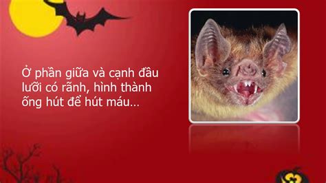 Dơi Hút Máu Dơi Quỷ Có Hút Máu Người Không Youtube