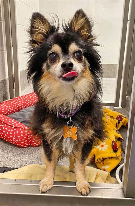 Black Chihuahua Pomeranian Mix