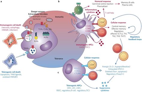 Quick Immune Adjuvants Faster Stronger And Potential