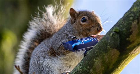 Littering Scoundrel Overwhelming Neighborhood With Half Eaten Chocolate Turns Out To Be A Squirrel