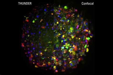 Harnessing Microfluidics To Maintain Cell Health During Live Cell Imaging Learn And Share