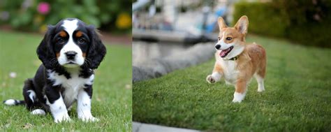 English Cocker Spaniel Vs Welsh Corgi Breed Comparison