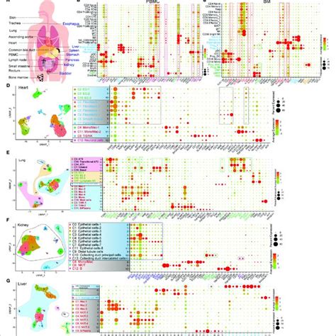 Expression Pattern Of Aml Antigens Cd33 Il3ra And Clec12a In