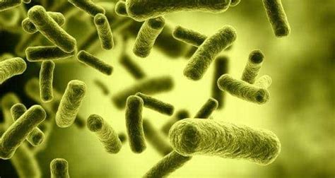 Scientists At Aligarh Found New Deadly Bacteria Variant Called Ndm 4