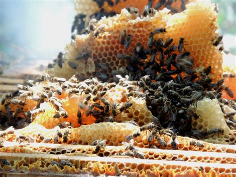 სოფლის ნობათი სოფლის ნობათი Added A New Photo — In