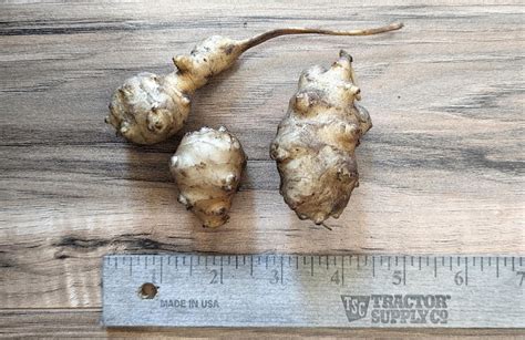 3 Bulbs Sunchoke Helianthus Tuberosus Sunroot Jerusalem Artichoke