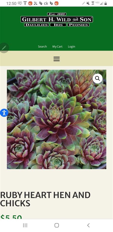 Sempervivum Ruby Heart Aka Henry And Chicks Sun And Water Daylilies Hens And Chicks