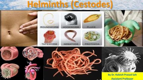 Cestodes By Dr Rakesh Prasad Sah Pptx