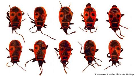 Nuclear Accidents Make Mutant Bugs And Birds Environment All Topics