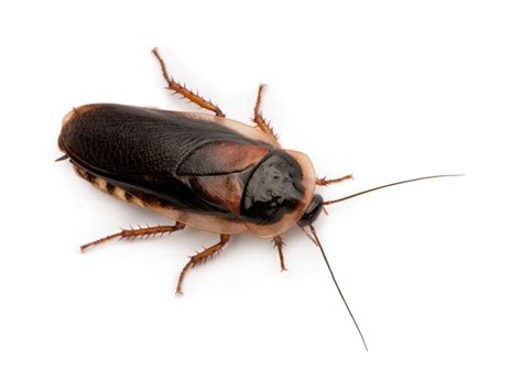 Premium Photo Dubia Cockroach Blaptica Dubia