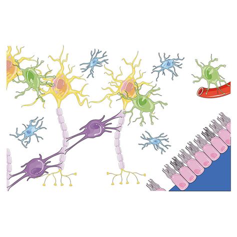 Nervous Tissue Cell Organisation Vector