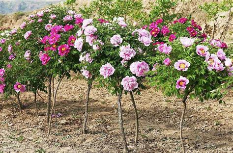 Medejantis Bijūnas Suffruticosa Žolininkas