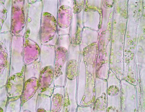 Allantoin For Skin Benefits And Uses Prequel