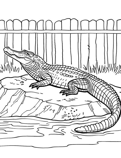 Printable Coloring Pages Crocodile 2025