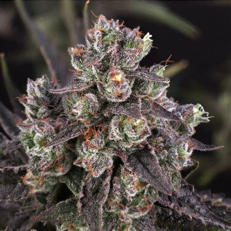 Candy Bubatz Xl Chosen Seeds Worldwide Delivery Of Cannabis Seeds