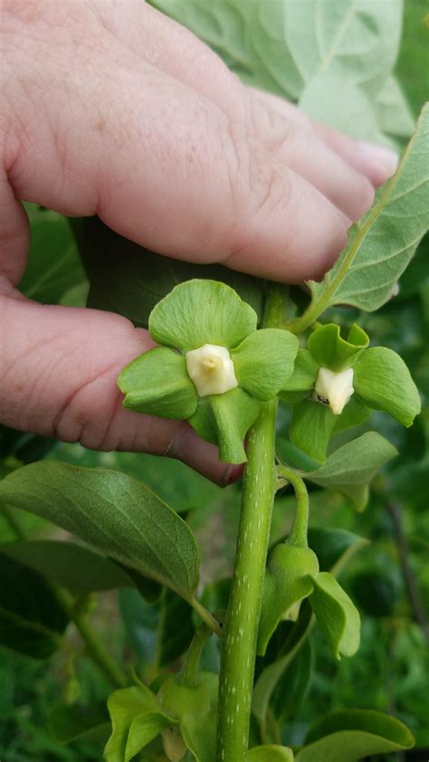 My Persimmon Is A Babe And A Girl Really General Fruit Growing Growing Fruit