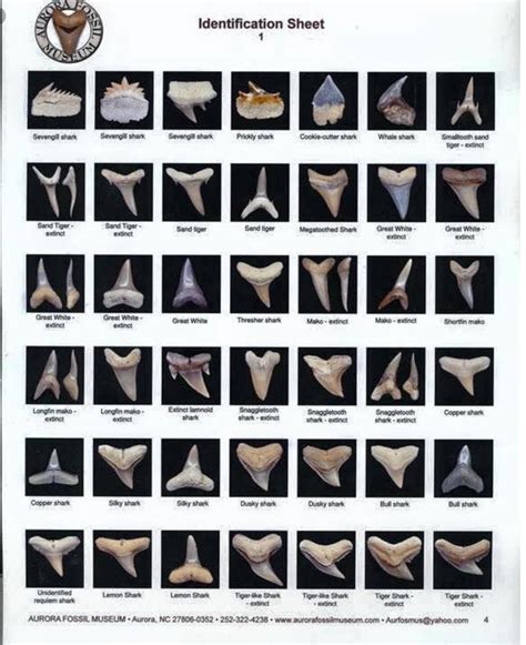 Printable Shark Teeth Identification Chart