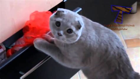 Cute Cats Feel Guilty Funny Guilty Cat Compilation Youtube