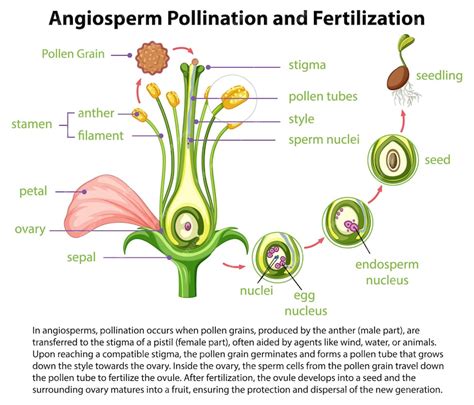 Biologia Da Polinização E Fertilização Das Angiospermas Explicada