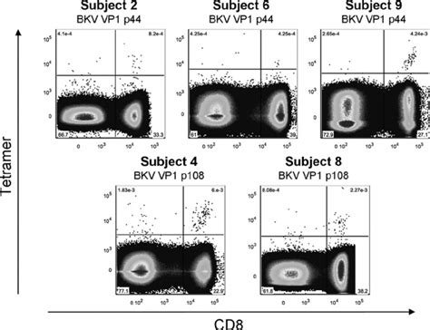 Ex Vivo Detectable Circulating Bkv Specific Cd8 ϩ T Cells In 5 Healthy