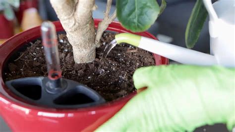 Plant Cpr How To Save An Overwatered Plant
