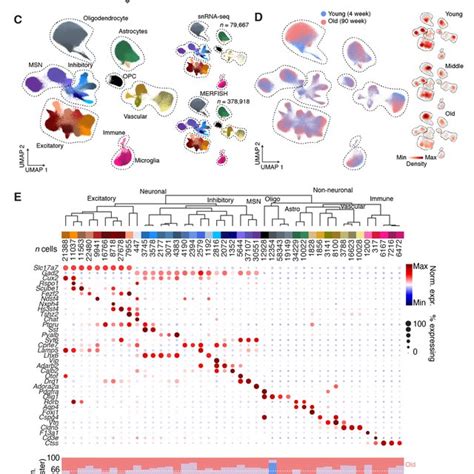 Cell Type Specific And Spatially Localized Molecular Signatures Of Download Scientific Diagram