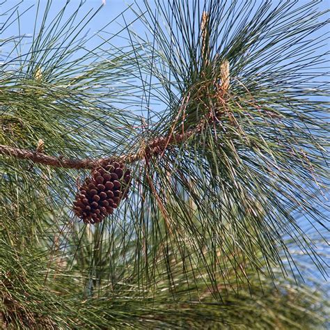 Pine Flatwoods Snapshot Information And Images