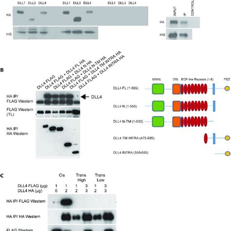 Notch Ligand Homo Oligomerization A His Epitope Tagged Notch Ligands