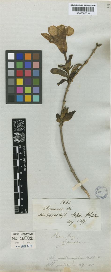 Allamanda Puberula A Dc Plants Of The World Online Kew Science