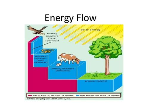 This Diagram Illustrates Energy Flow Through A