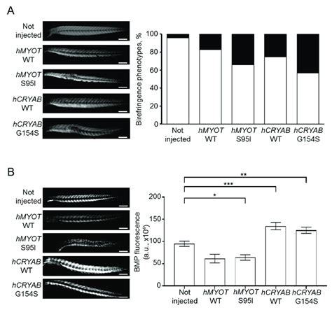 Effects On Muscle Fiber Structure And Development Of Both Wildtype And