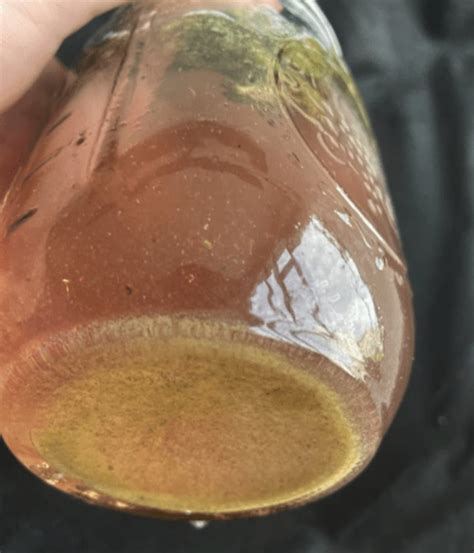 Best Strains For Bubble Hash 5 Plant Indicators To Look For Cannabis