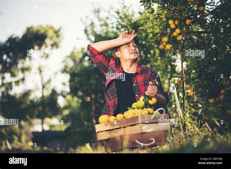 Farmer Man Harvesting Oranges In An Orange Tree Field Stock Photo Alamy