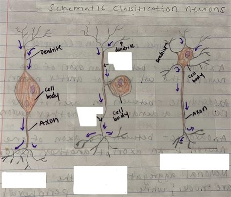 Module 2 Schematic Classification Of Neurons Diagram Quizlet