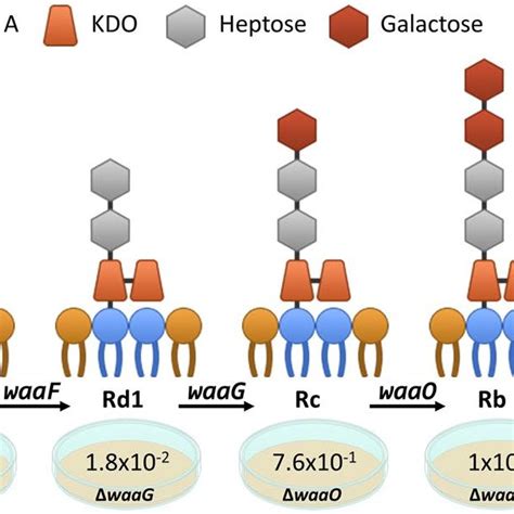 Evolution Of Phage T7 In The Presence Of Six Strains T7 Phage Was Download Scientific Diagram