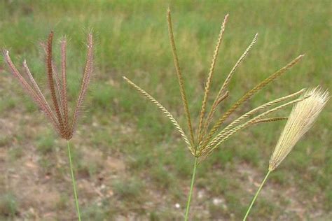 Chloris Gayana