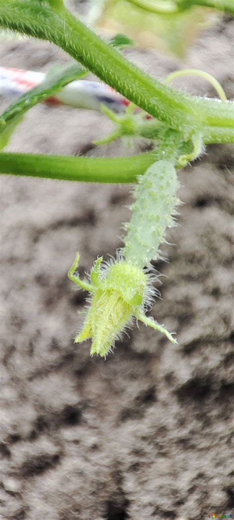 A Small Cucumber Free Image № 56403