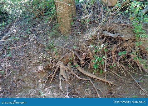 Tree Roots Exposed Due To Water Erosion Stock Image Image Of Tree Dirt