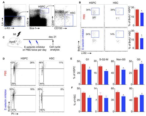 E Selectin Inhibition Decreases Splenic Hsc And Progenitor