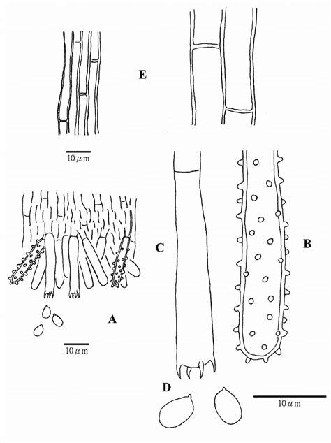 Xylobolus Frustulatus A Basidiocarp Section B Cystidium C