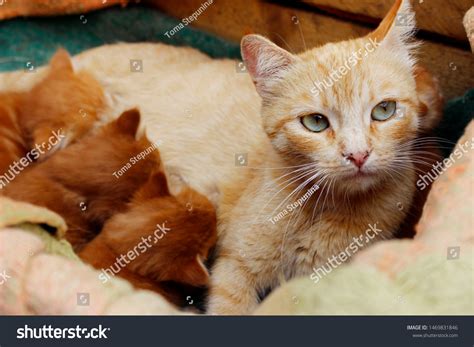 Ginger Cat Cute Kittens Red Tabby库存照片1469831846 Shutterstock