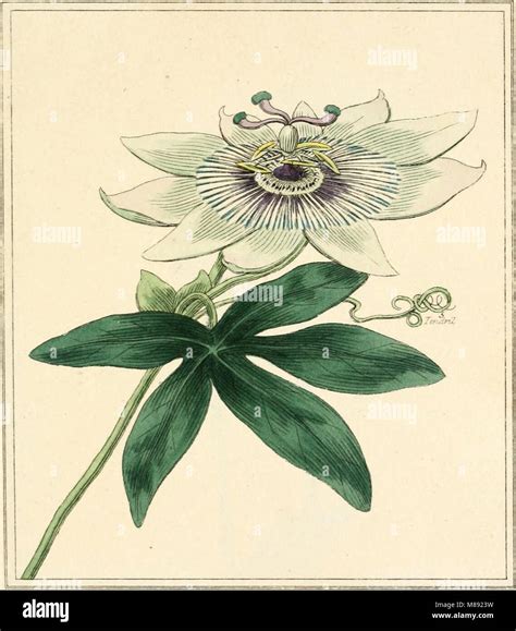 The 1812 Elements Of The Science Of Botany By Linnaeus Outlines The Foundational Principles Of