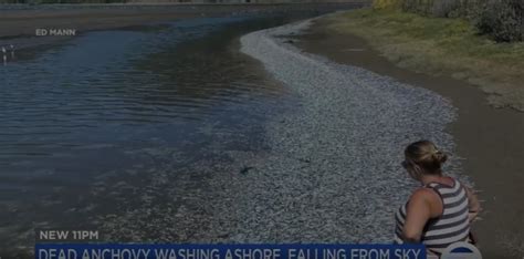 Its Raining Fish In Northern California Thousands Of Anchovies Wash
