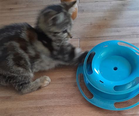 Kitten Desexed Female 9 Weeks Vacc Flea Worms Cats And Kittens Gumtree Australia Wyndham Area