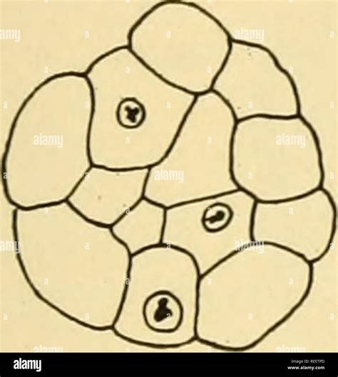 Lanatomie Comparée Anatomie Comparatif 77 Reproduction Et Lavant De La Ligne Primitive Et