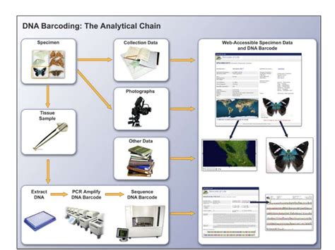 Dna Barcoding