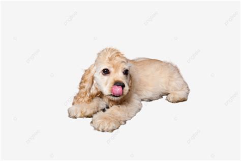 Cocker Spaniel Out Spaniel Surprise Life Purebred Snout Png