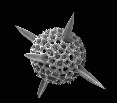 Living Radiolarians