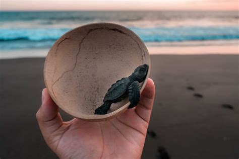 Turtle Eggs Hatching