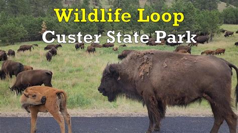 Driving Through A Large Herd Of Bison On The Wildlife Loop Road At
